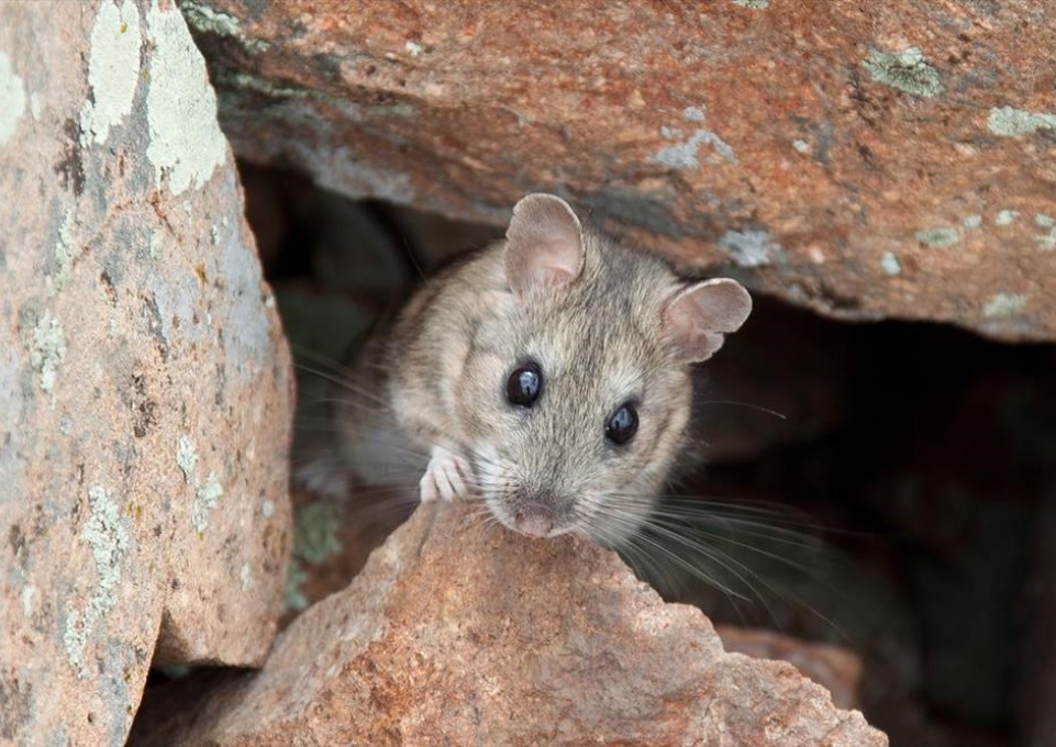 In the News: Holmgren Studies Flora Preserved in Petrified Rats’ Nests ...